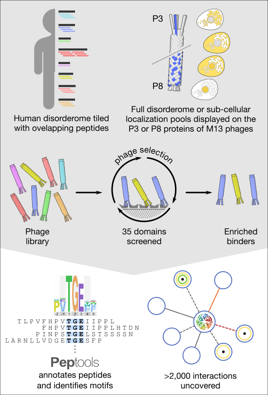 Proteome‐scale mapping of binding sites in the unstructured regions of ...
