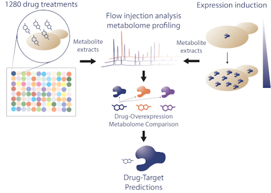 High‐throughput metabolomics predicts drug–target relationships for ...