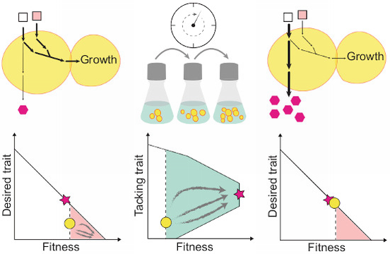 Predictive evolution of metabolic phenotypes using model‐designed ...