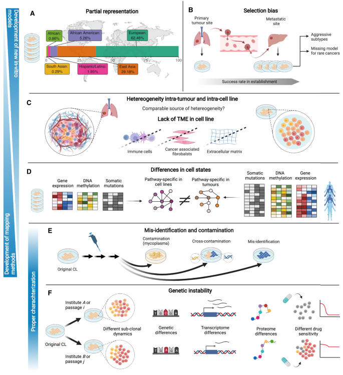 What Are Cancer Cell Lines