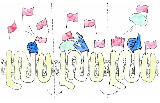 A toolbox for systematic discovery of stable and transient protein ...