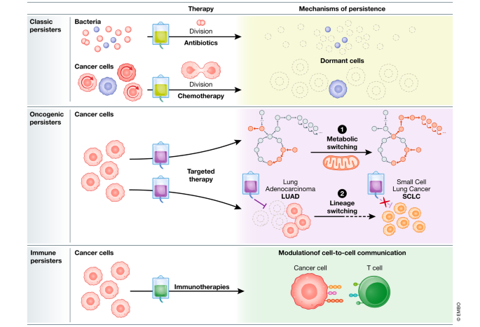 Standing on the shoulders of microbes: How cancer biologists are ...