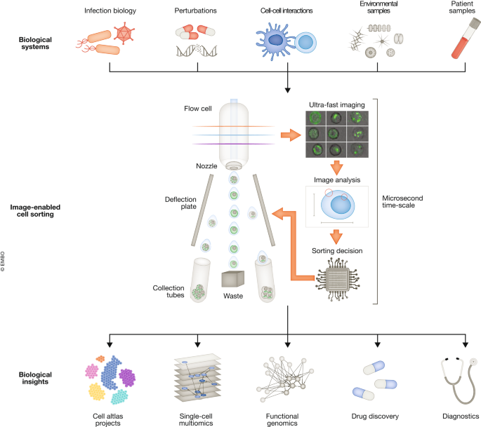 Cell sorters see things more clearly now | Molecular Systems Biology ...