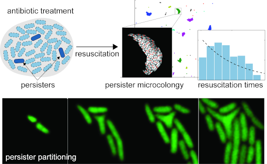 Resuscitation dynamics reveal persister partitioning after antibiotic ...