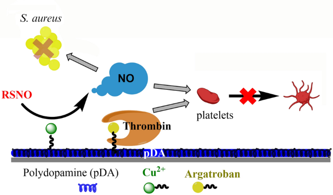 Argatroban- and copper-modified polymers with improved ...