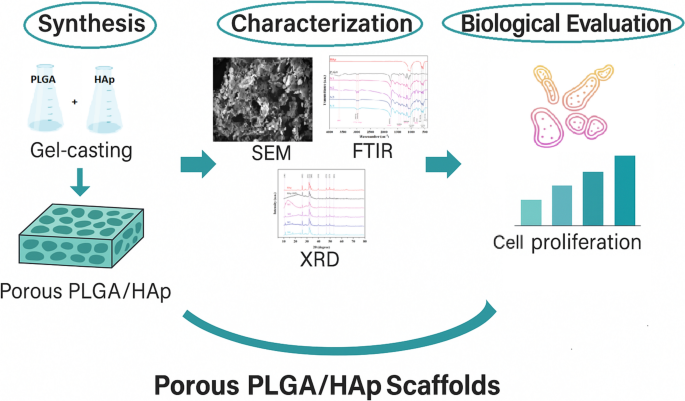 Biomimetic PLGA/HAp scaffolds with tailored porosity: Boosting cell ...