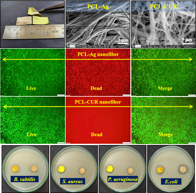 Fabrication of electrospun PCL-Ag/PCL-CUR bilayer mat with enriched ...