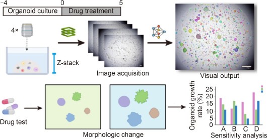 Precision organoid segmentation technique (POST): accurate organoid ...