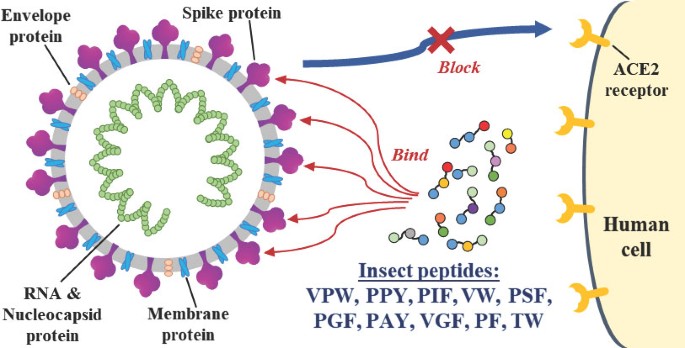 Identification of Putative Cell-entry-inhibitory Peptides against SARS ...