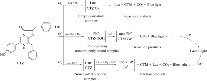 Coelenterazine-Dependent Luciferases: Properties and Application in ...