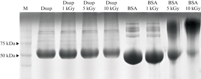 Radioprotective Protein of Tardigrades Dsup (Damage Suppressor) is ...