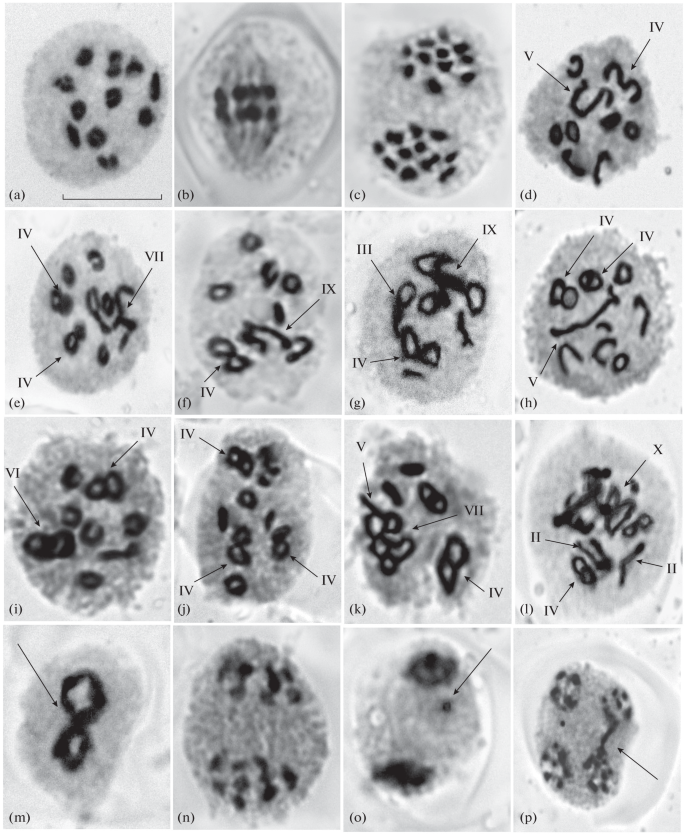 Cytological Assessment of Gamma Induced Multiple Translocation ...