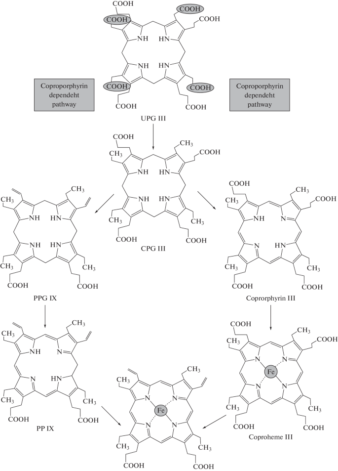Creation of Heme and Hemoglobin Producers Based on Microorganisms ...