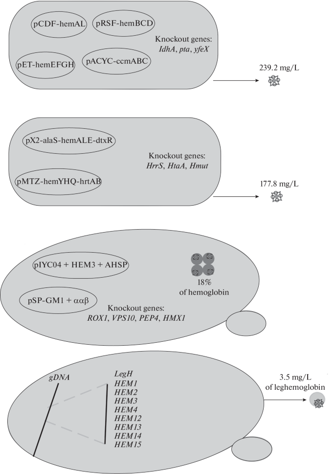 Creation of Heme and Hemoglobin Producers Based on Microorganisms ...