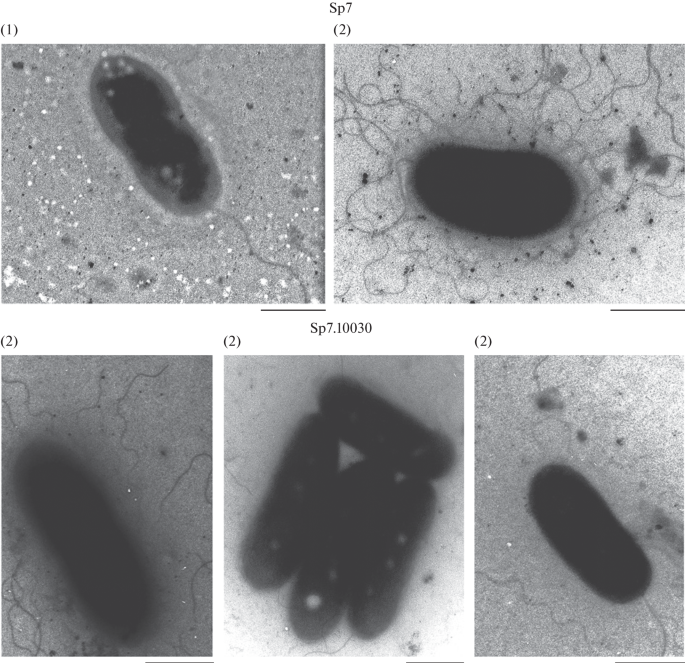 The Effect of Hybrid Histidine Kinase Gene Inactivation on Cell ...