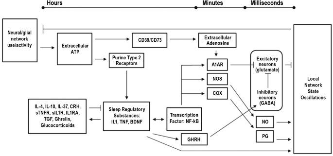 Biochemical Regulation of Sleep and Sleep Biomarkers | Journal of ...