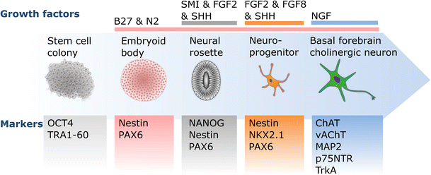 Common pitfalls of stem cell differentiation: a guide to improving ...