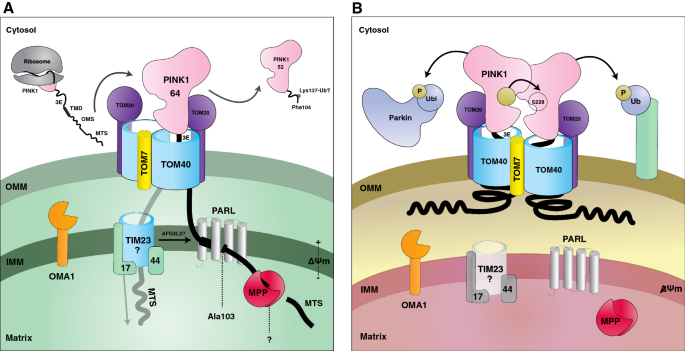 Mechanisms of PINK1, ubiquitin and Parkin interactions in mitochondrial ...