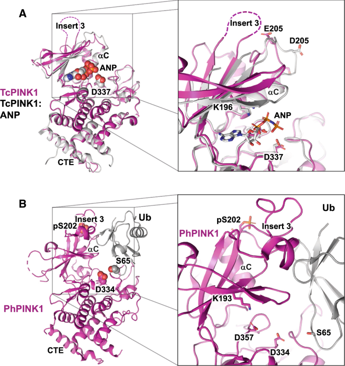 Mechanisms of PINK1, ubiquitin and Parkin interactions in mitochondrial ...