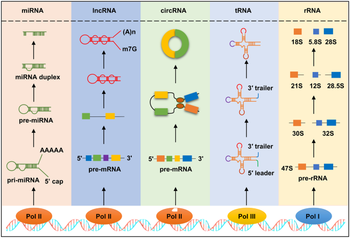 Non-coding RNAs regulating mitochondrial function in cardiovascular ...