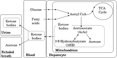 Measurement of natural carbon isotopic composition of acetone in human ...