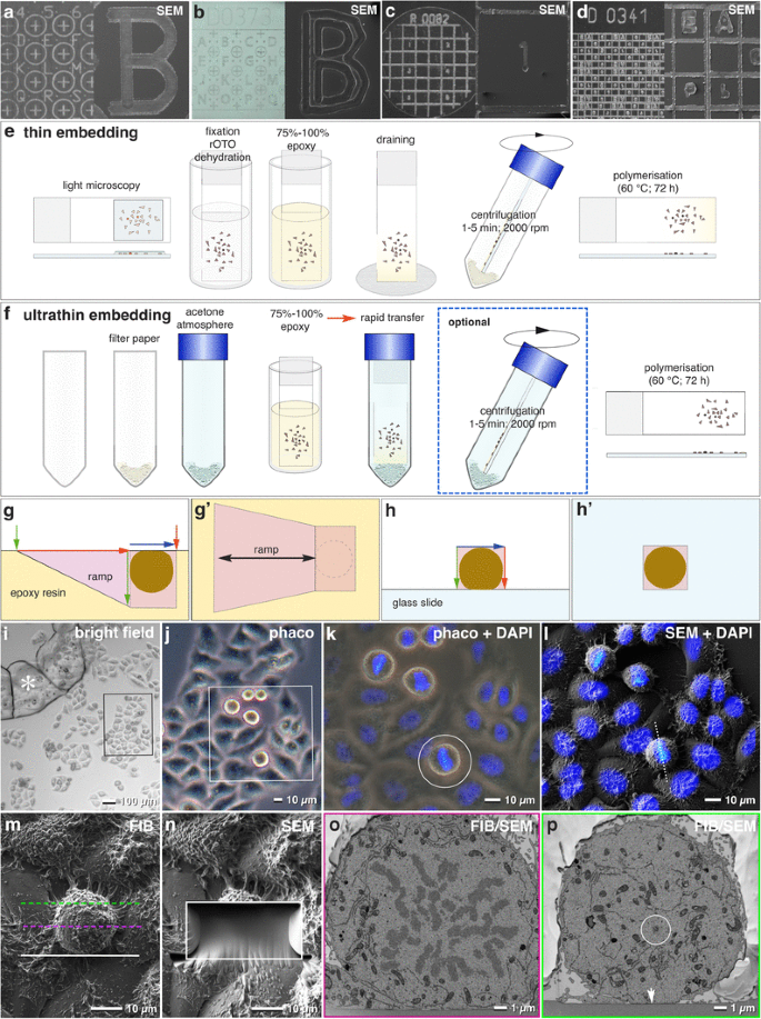 Precise and economic FIB/SEM for CLEM: with 2 nm voxels through mitosis ...