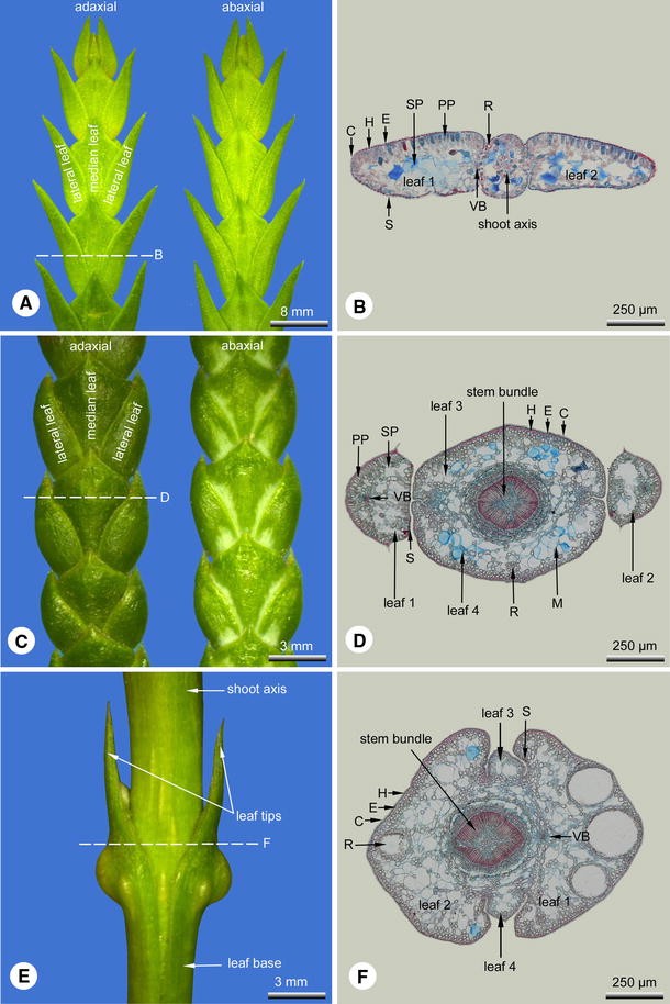 Leaf dimorphism in Thuja plicata and Platycladus orientalis (thujoid ...