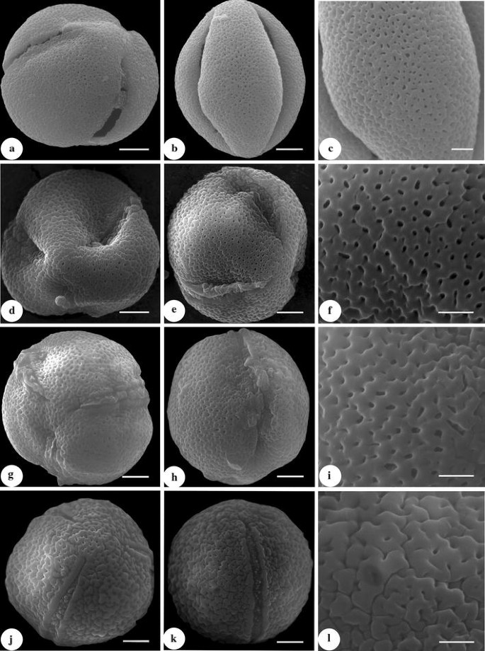 Pollen morphology of Callicarpa L. (Lamiaceae) from China and its ...