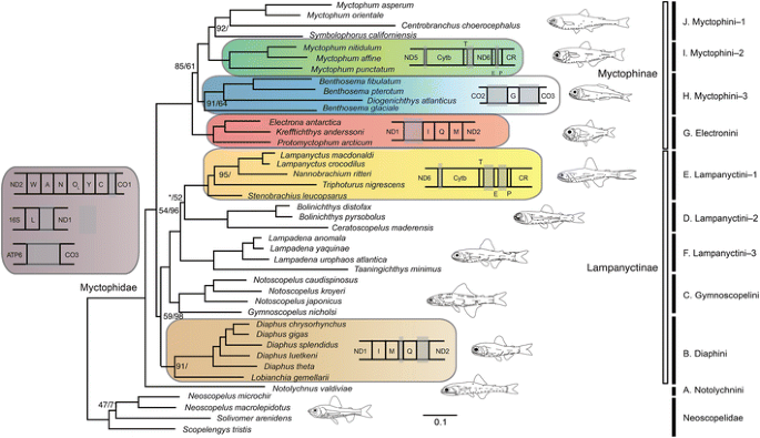 The mitogenomic contributions to molecular phylogenetics and evolution ...