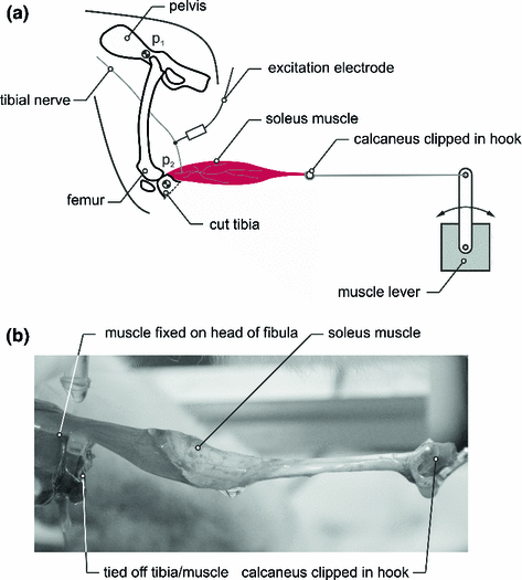 Three-dimensional surface geometries of the rabbit soleus muscle during ...