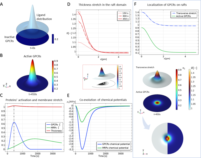 Modelling lipid rafts formation through chemo-mechanical interplay ...