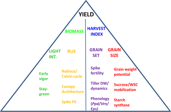 Strategic crossing of biomass and harvest index—source and sink ...