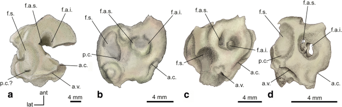 Earliest Embrithopod Mammals (Afrotheria, Tethytheria) from the Early ...