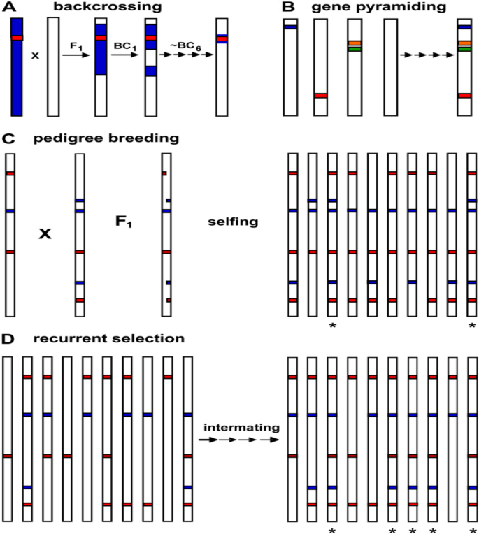 Bacterial leaf blight resistance in rice: a review of conventional ...