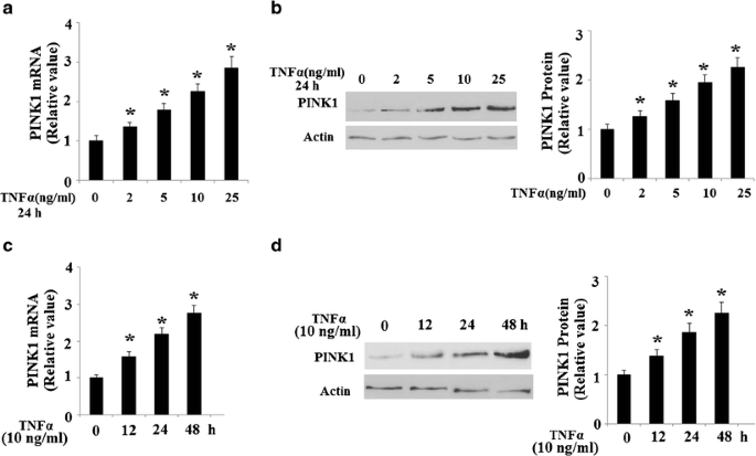 PINK1 and Its Familial Parkinson's Disease-Associated Mutation Regulate ...