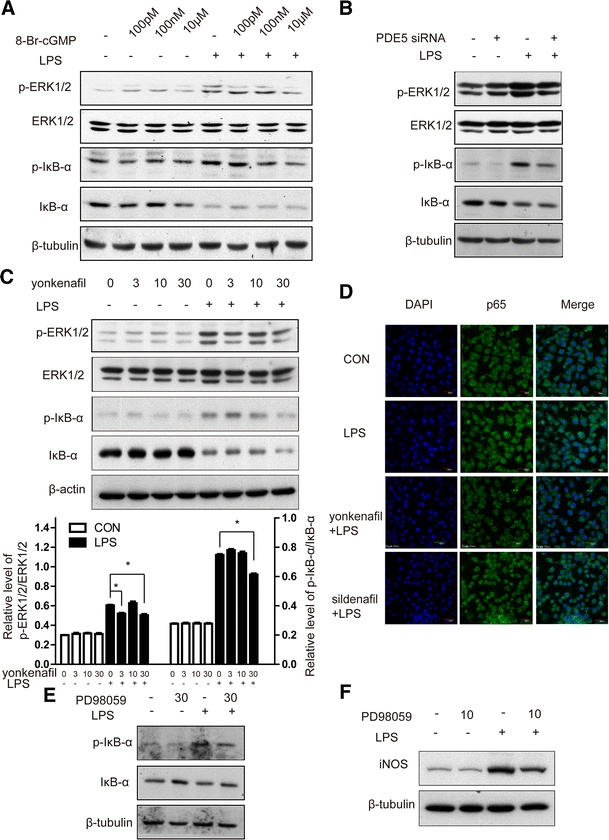 NF-κB Upregulates Type 5 Phosphodiesterase in N9 Microglial Cells ...