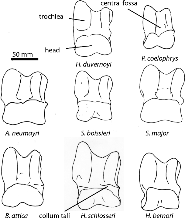 The Giraffidae of Maragheh and the identification of a new species of ...