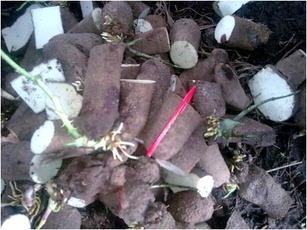 Improved propagation methods to raise the productivity of yam ...