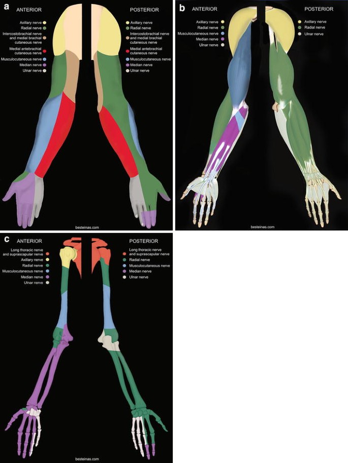 Ultrasound-guided regional anesthesia for upper limb surgery | SpringerLink