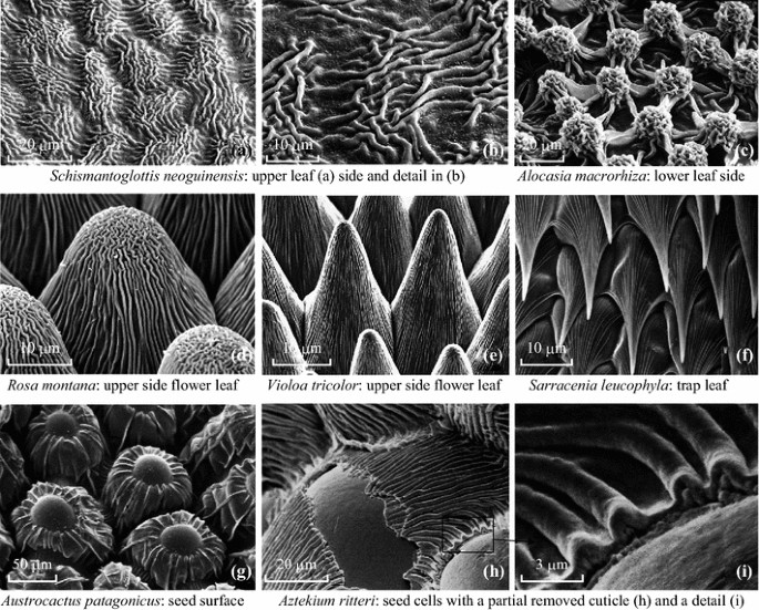 Plant Surfaces: Structures and Functions for Biomimetic Innovations ...