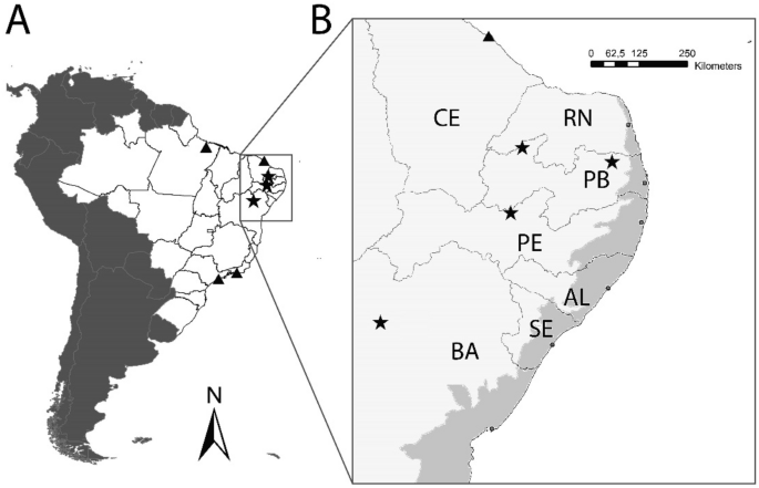 Pest termite Cryptotermes havilandi (Sjöstedt, 1900) (Blattodea ...