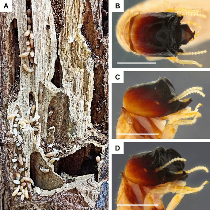 Pest termite Cryptotermes havilandi (Sjöstedt, 1900) (Blattodea ...