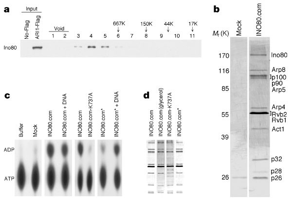 A chromatin remodelling complex involved in transcription and DNA ...