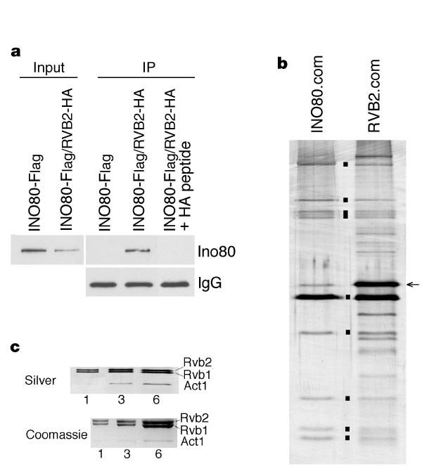 A chromatin remodelling complex involved in transcription and DNA ...