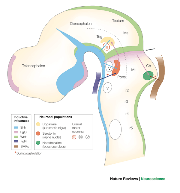 Neural plate patterning: Upstream and downstream of the isthmic ...