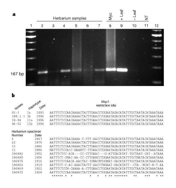 PCR amplification of the Irish potato famine pathogen from historic ...