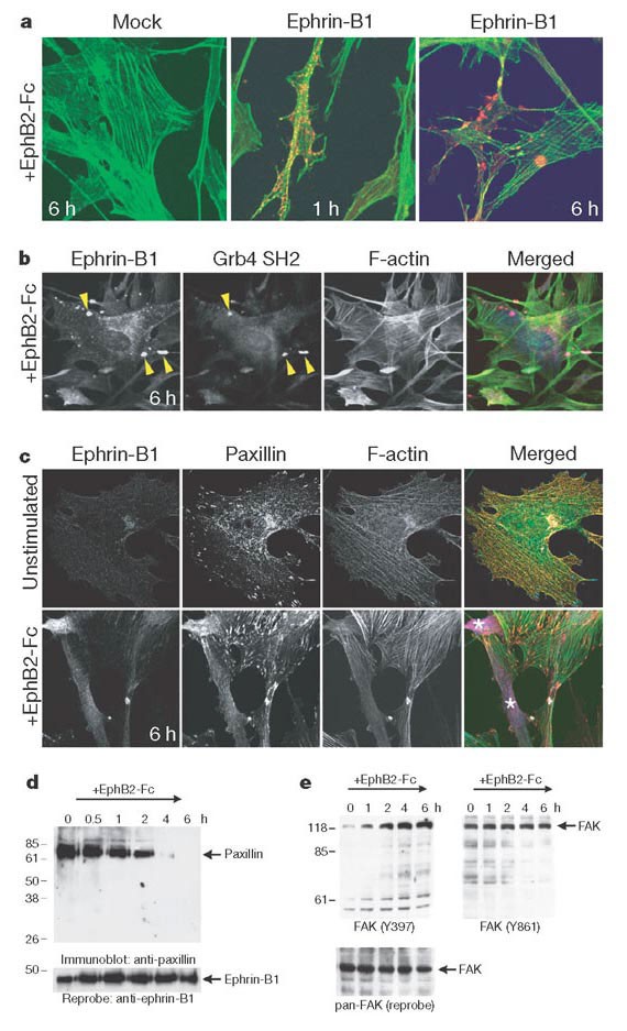 The SH2/SH3 adaptor Grb4 transduces B-ephrin reverse signals | Nature