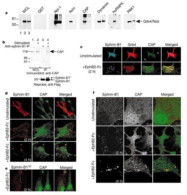 The SH2/SH3 adaptor Grb4 transduces B-ephrin reverse signals | Nature