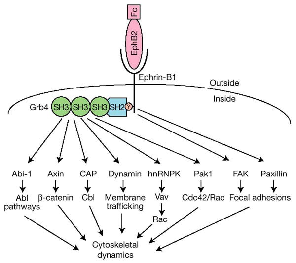 The SH2/SH3 adaptor Grb4 transduces B-ephrin reverse signals | Nature