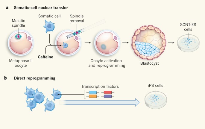 Cloning human embryos | Nature